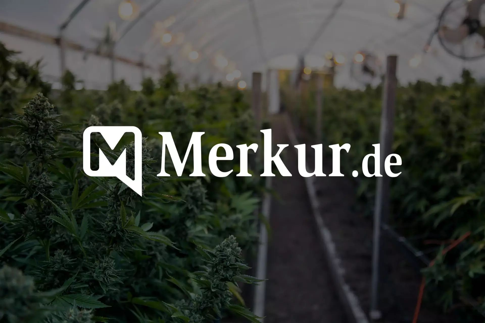 Merkur.de berichtet über die Legalisierung von Cannabis und die ... Merkur.de berichtet über die Legalisierung von Cannabis und die ...